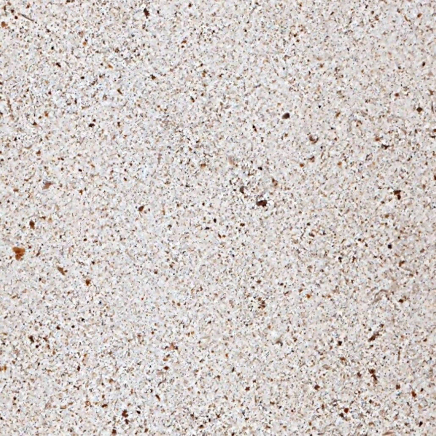 Moleanos limestone available in UK| White Polished